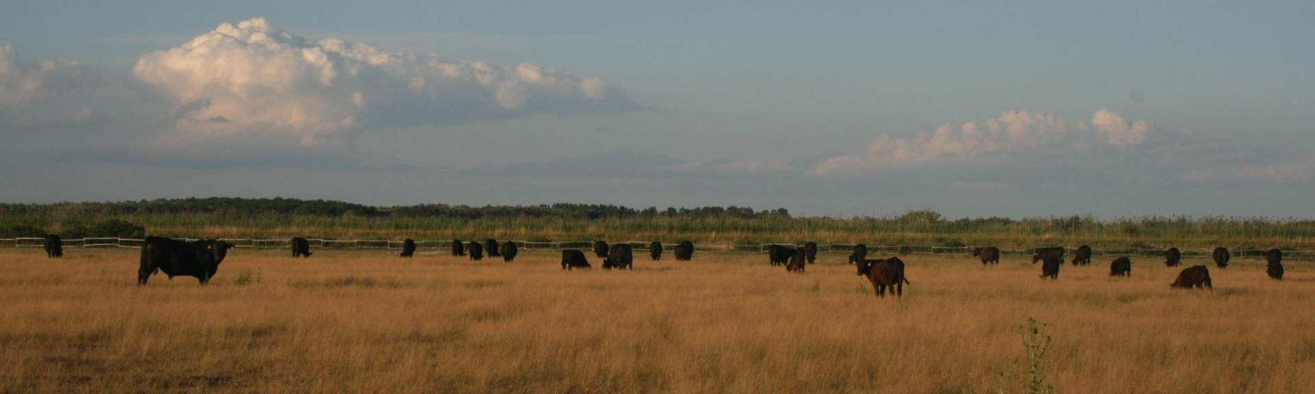 Legeltetett bio marha - Black angus bio marha