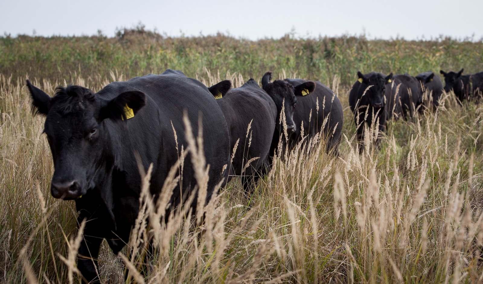 Black angus, aberdeen angus - Black angus bio marha